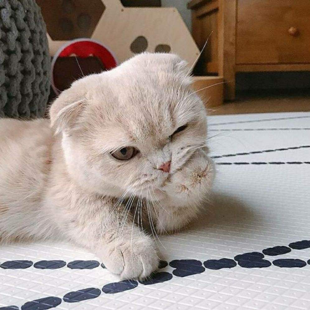 yiyebaofu885.cl, Tienda En Línea | Shopee Chile